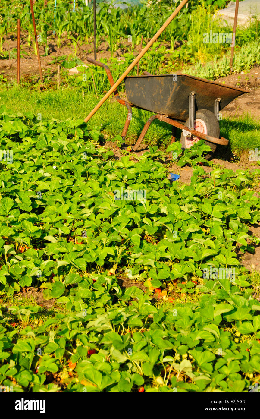 Allotments,Vegetable Patch,Gardening,Growing Fruit,Green Vegetables ...
