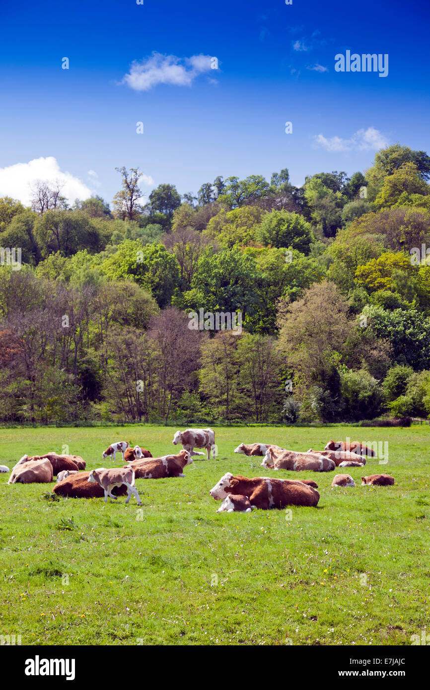 The herd of Hereford x Charolais cows and their calves resting in the ...