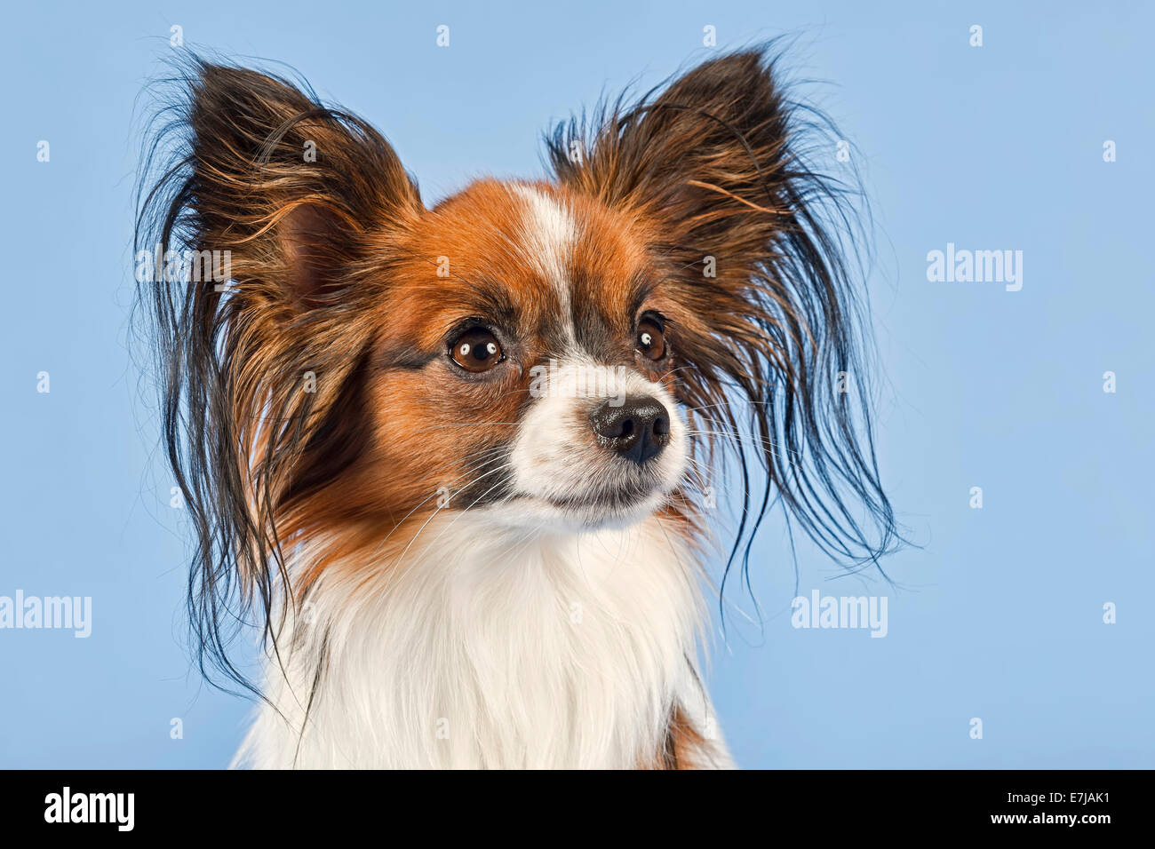Papillon, male, 18 months, colour white sable Stock Photo - Alamy