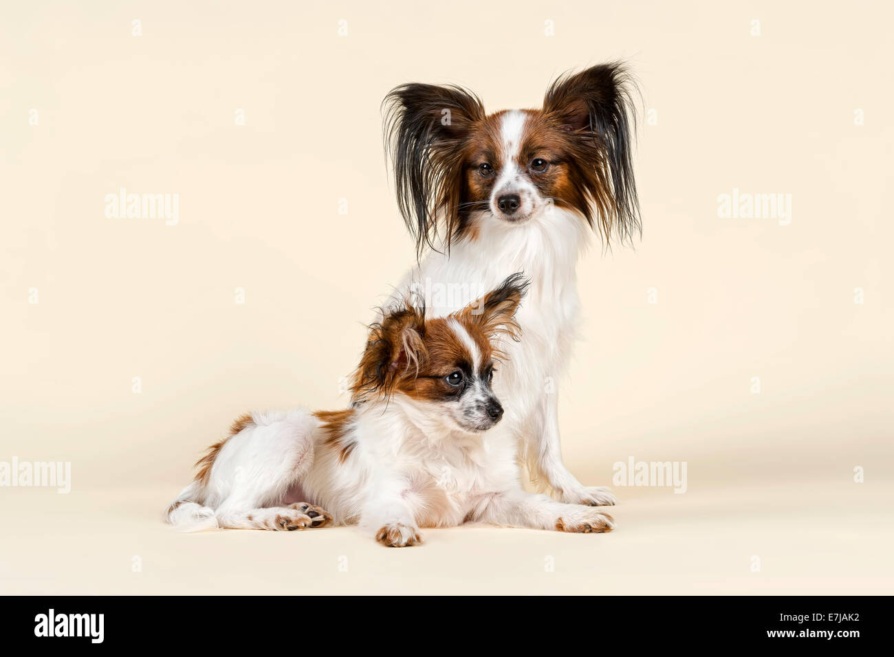 Papillons, female and puppy, 5 months, Color White Sable Stock Photo ...