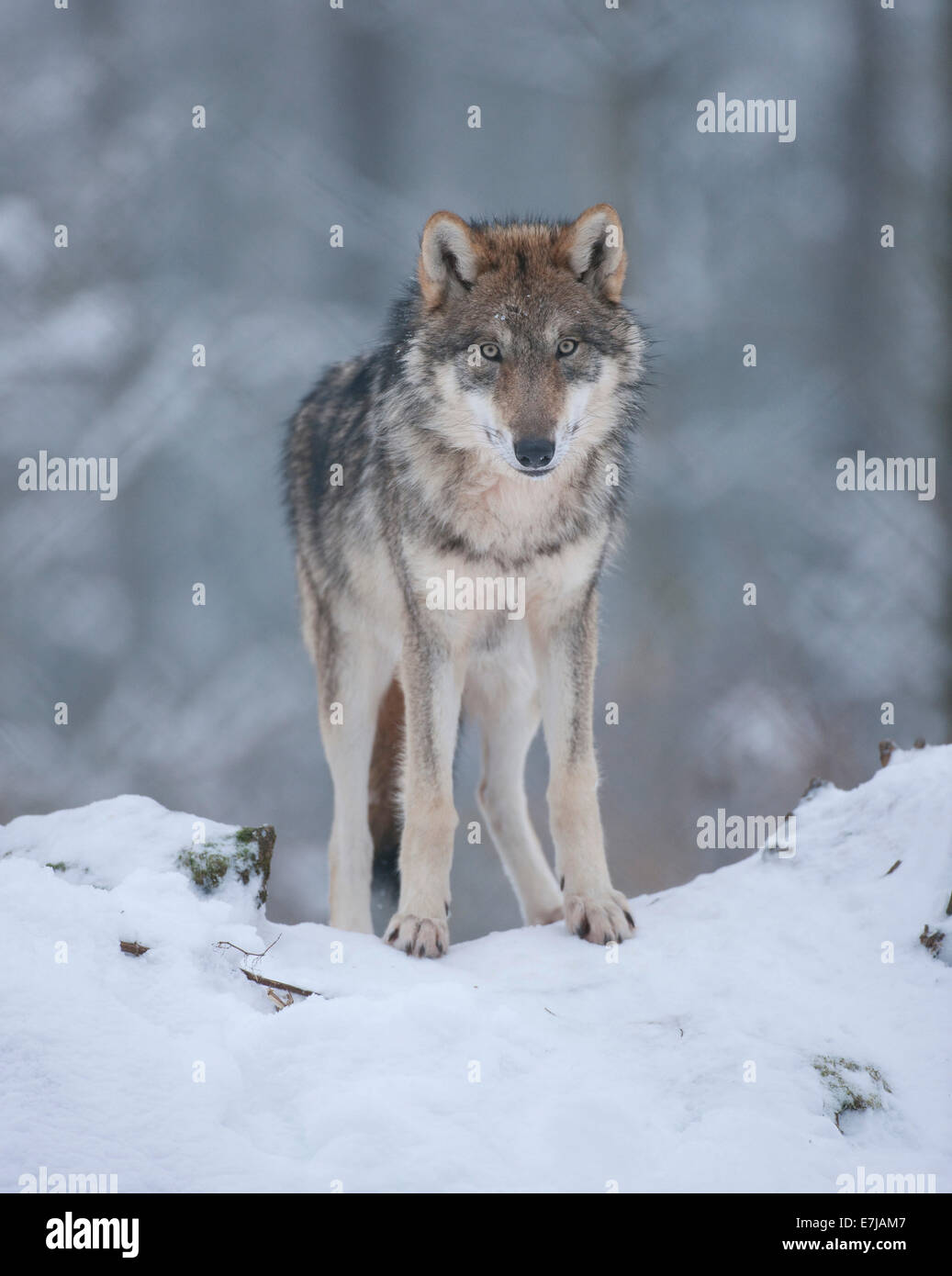 Young Grey Wolf (Canis lupus) standing in the snow, captive, Bavaria ...