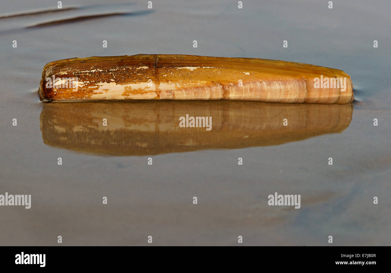 Razor shell ensis hi-res stock photography and images - Alamy