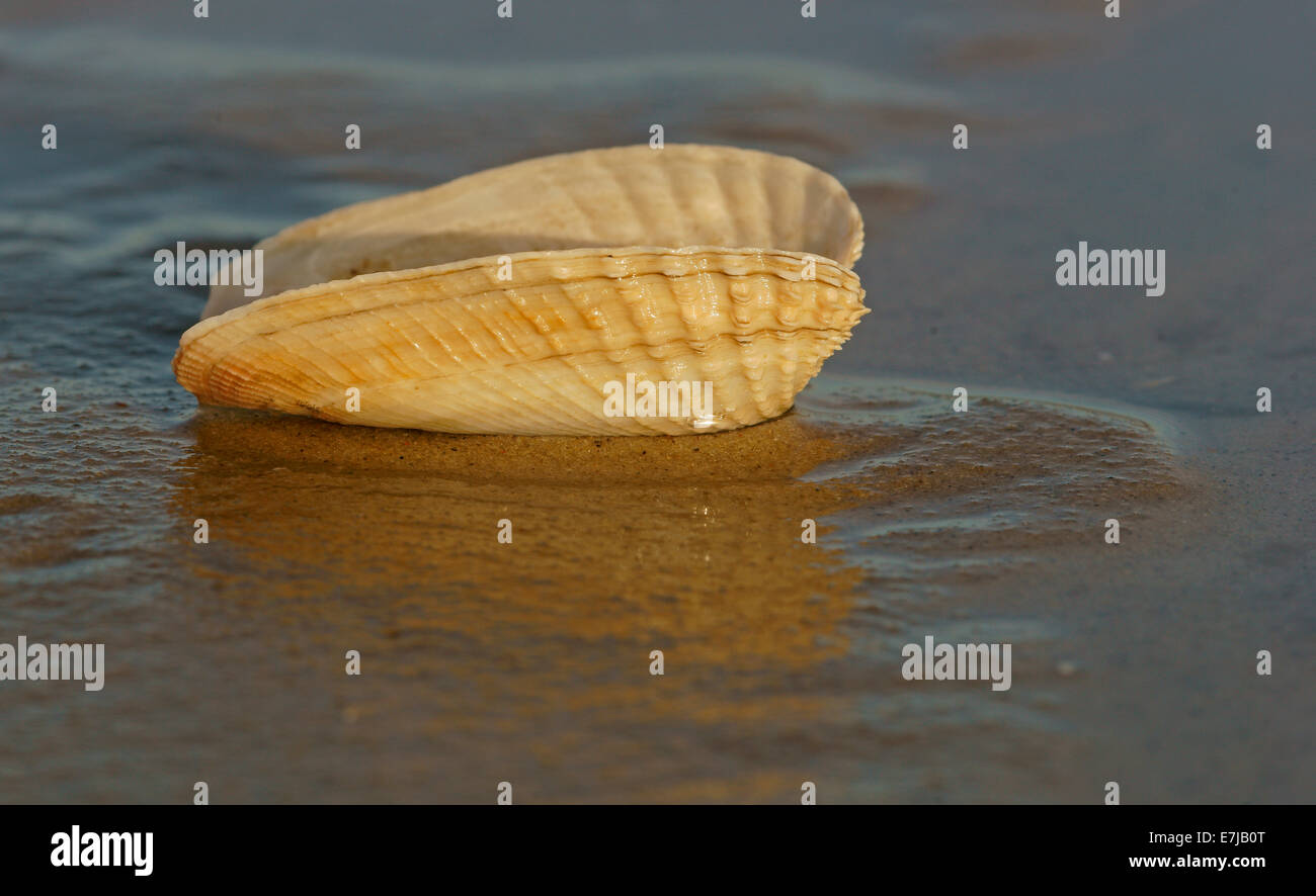 False Angel Wing or American Piddock (Petricola pholadiformis), Amrum ...
