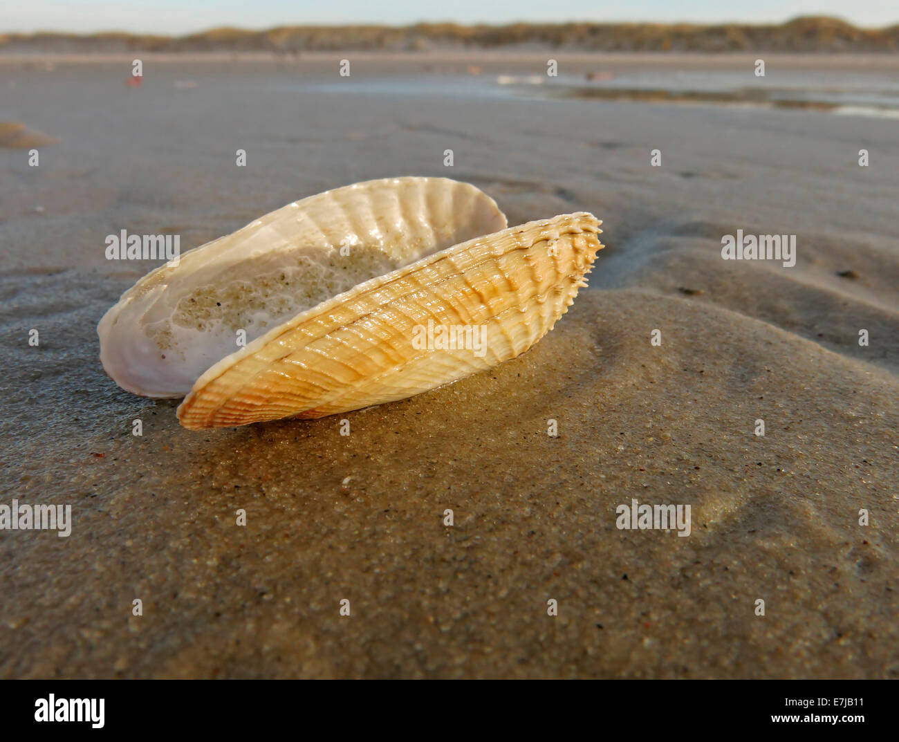 False Angel Wing or American Piddock (Petricola pholadiformis), Amrum ...