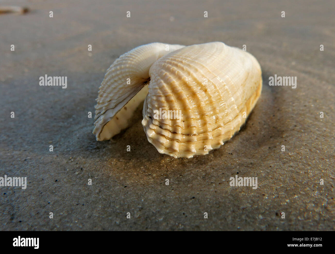 False Angel Wing or American Piddock (Petricola pholadiformis), Amrum ...