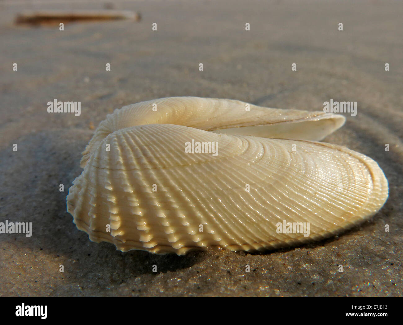 American piddock hi-res stock photography and images - Alamy