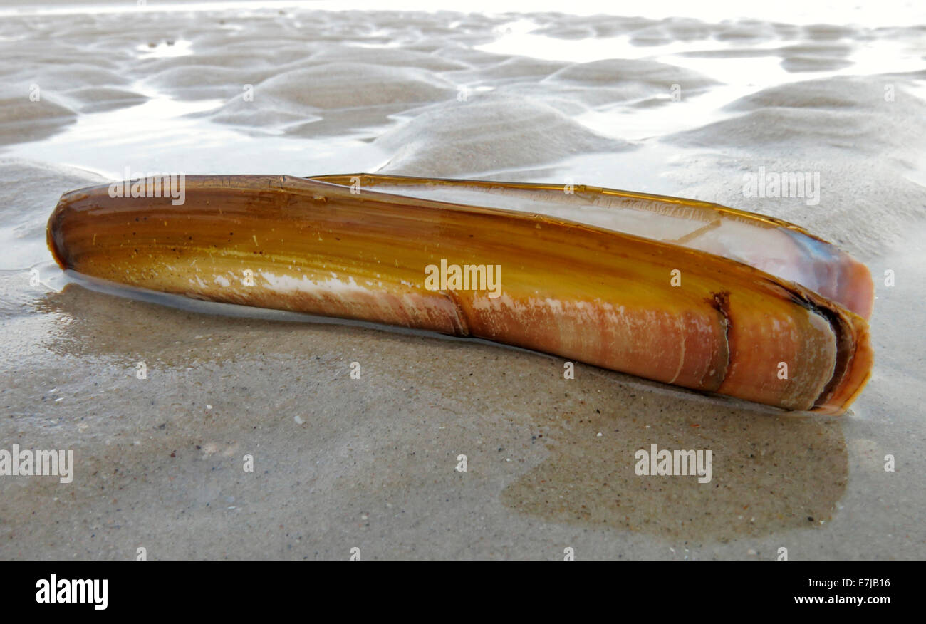 Razor clam shell hi-res stock photography and images - Alamy