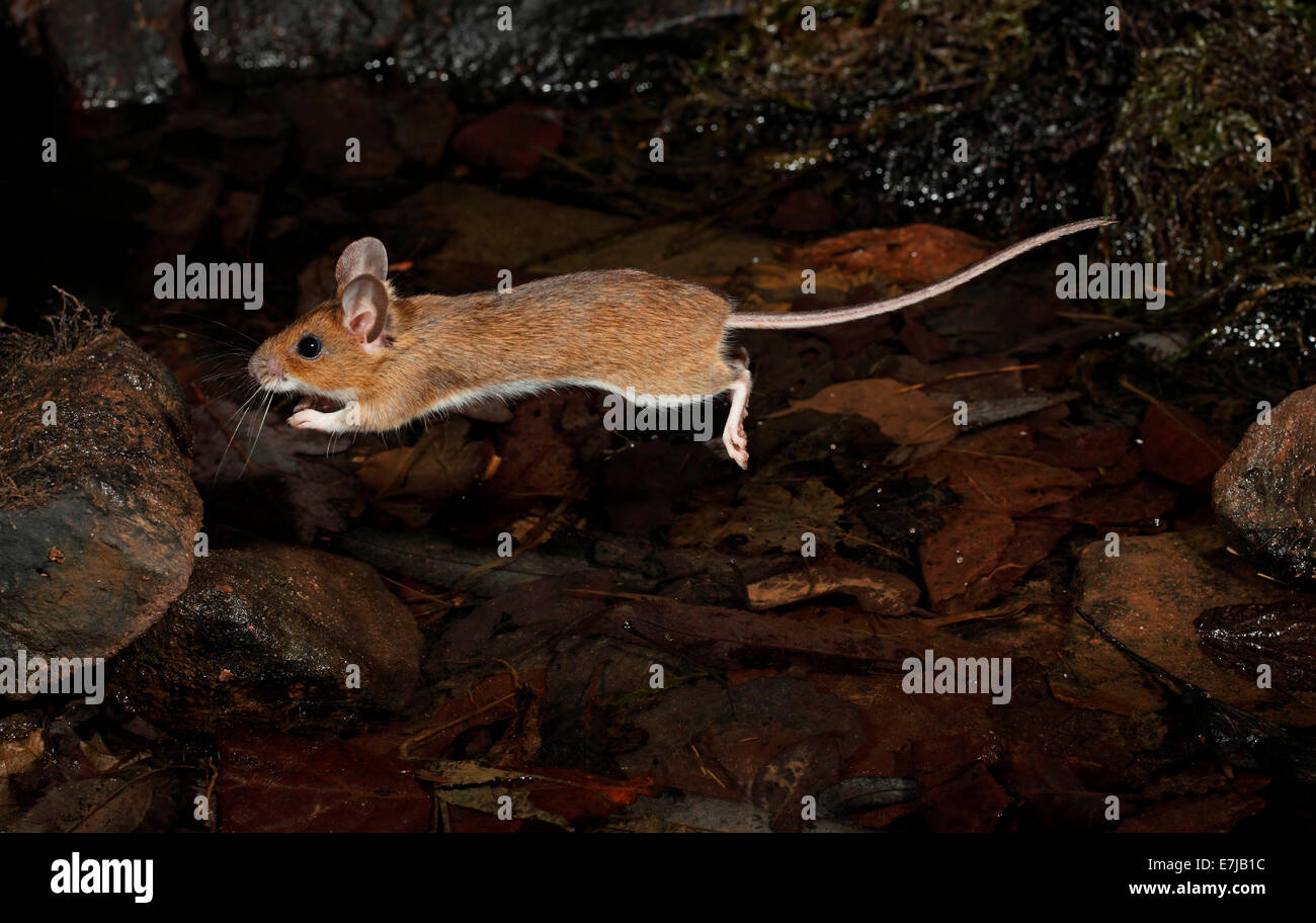 Jumping mouse hi-res stock photography and images - Alamy