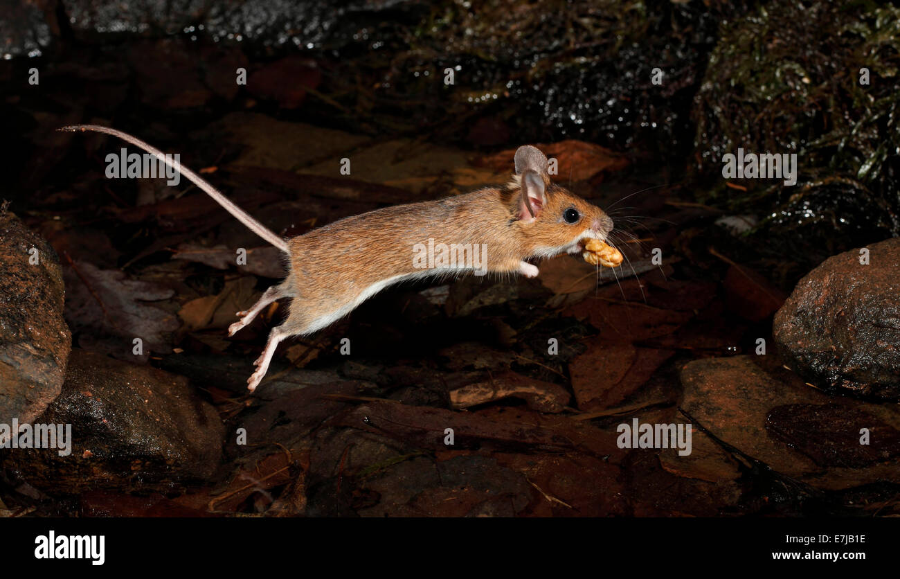 Yellow-necked Mouse (Apodemus flavicollis) jumping with a nut, Hesse ...