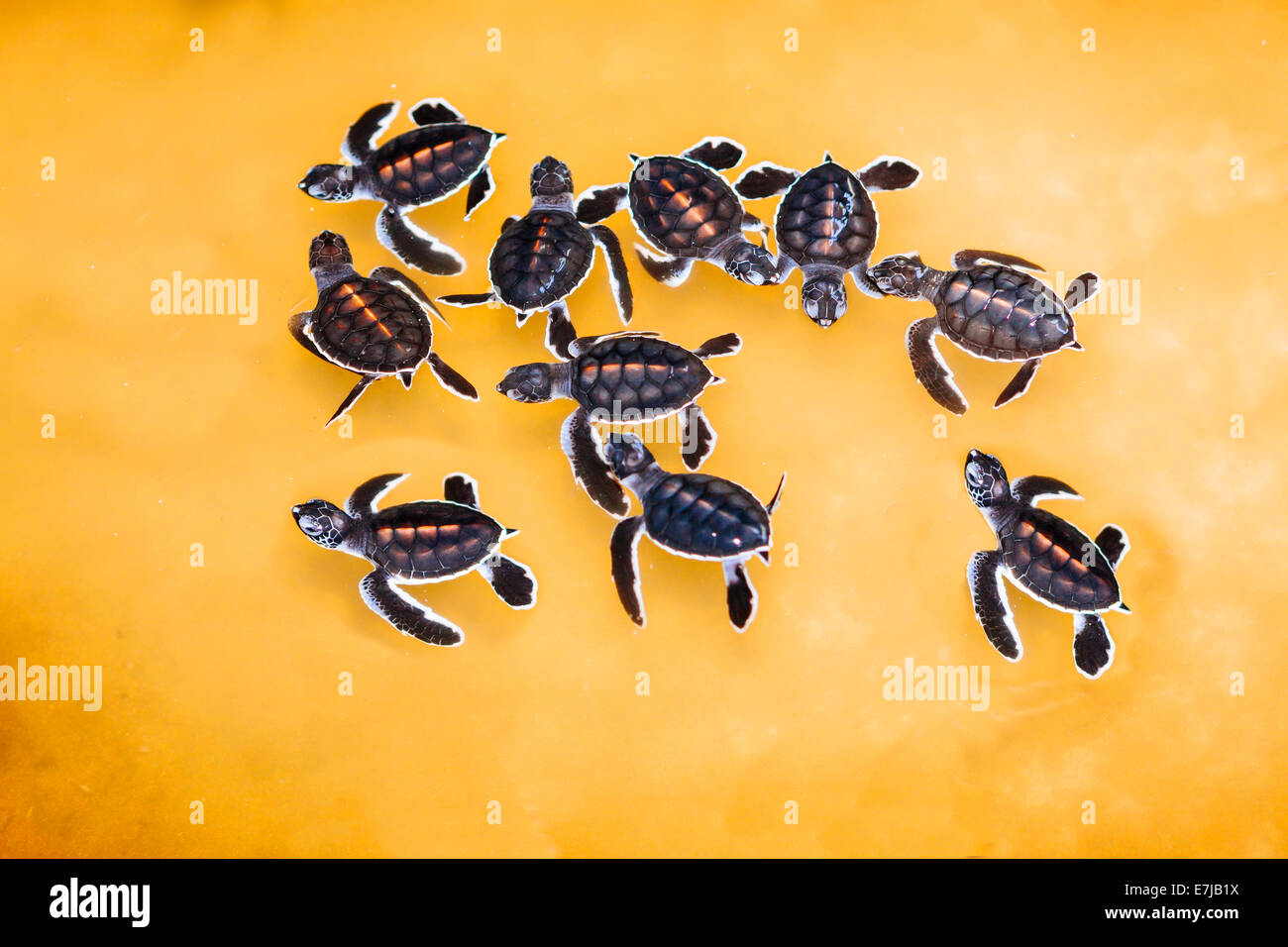 Cheloniidae Sea Turtles