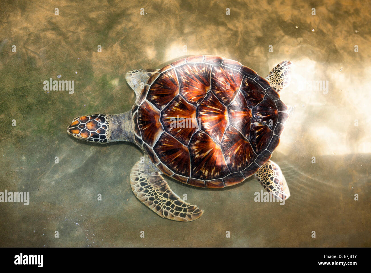 Breeding station for sea turtles hi-res stock photography and images ...