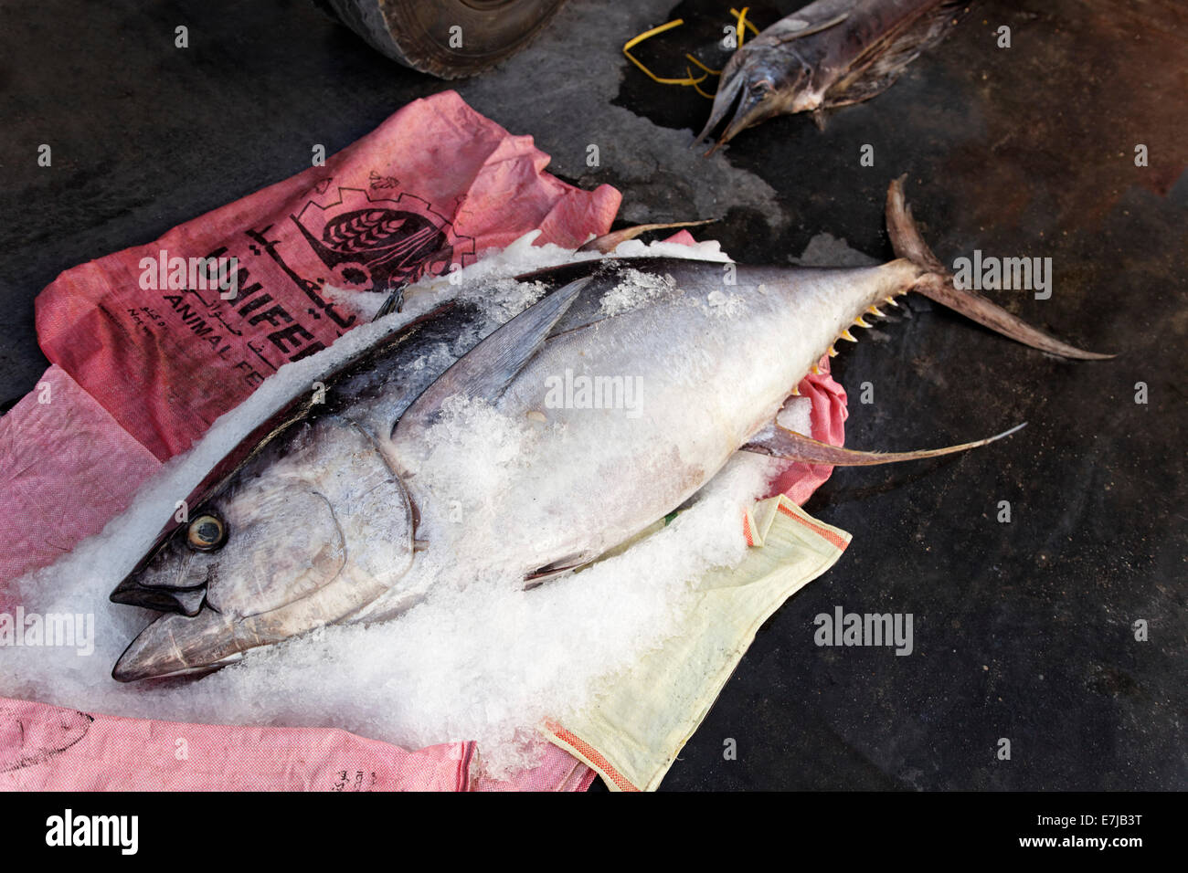 Yellowfin tuna on ice, port, Mirbat, Dhofar region, Sultanate of Oman ...