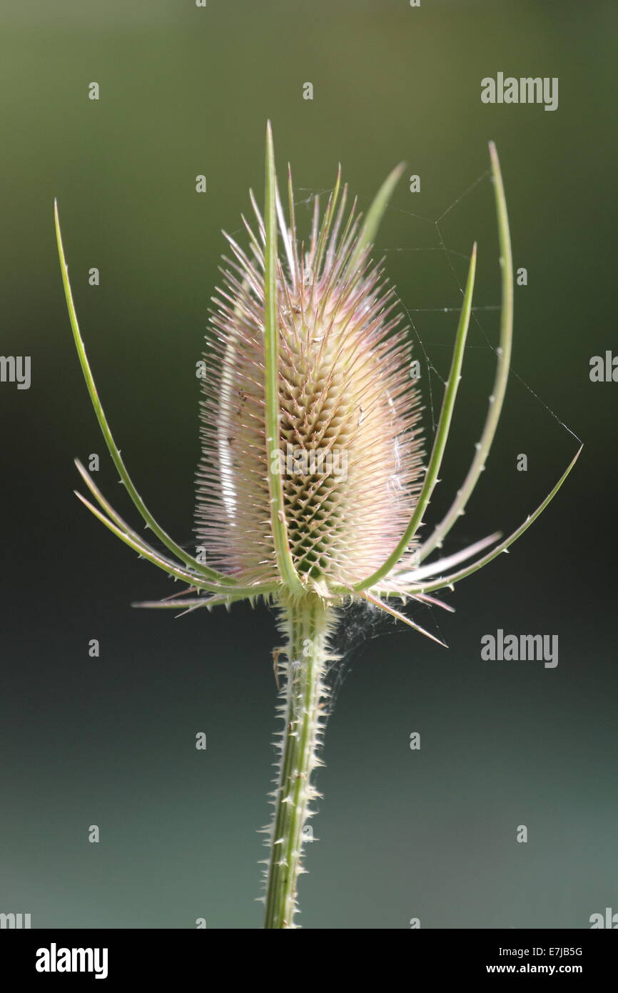 Teasel spikey hi-res stock photography and images - Alamy