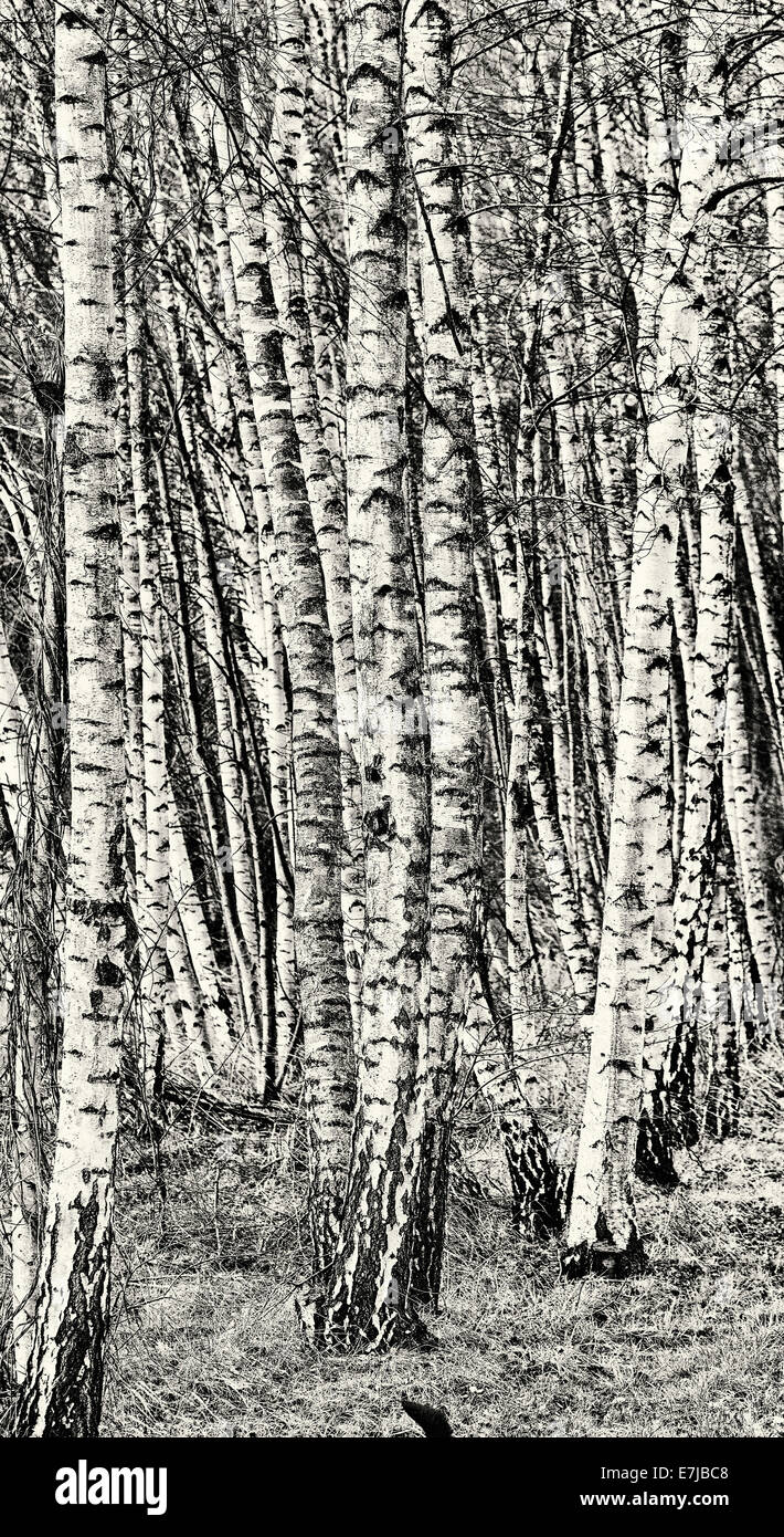 Trunks birch trees black white hi-res stock photography and images - Alamy