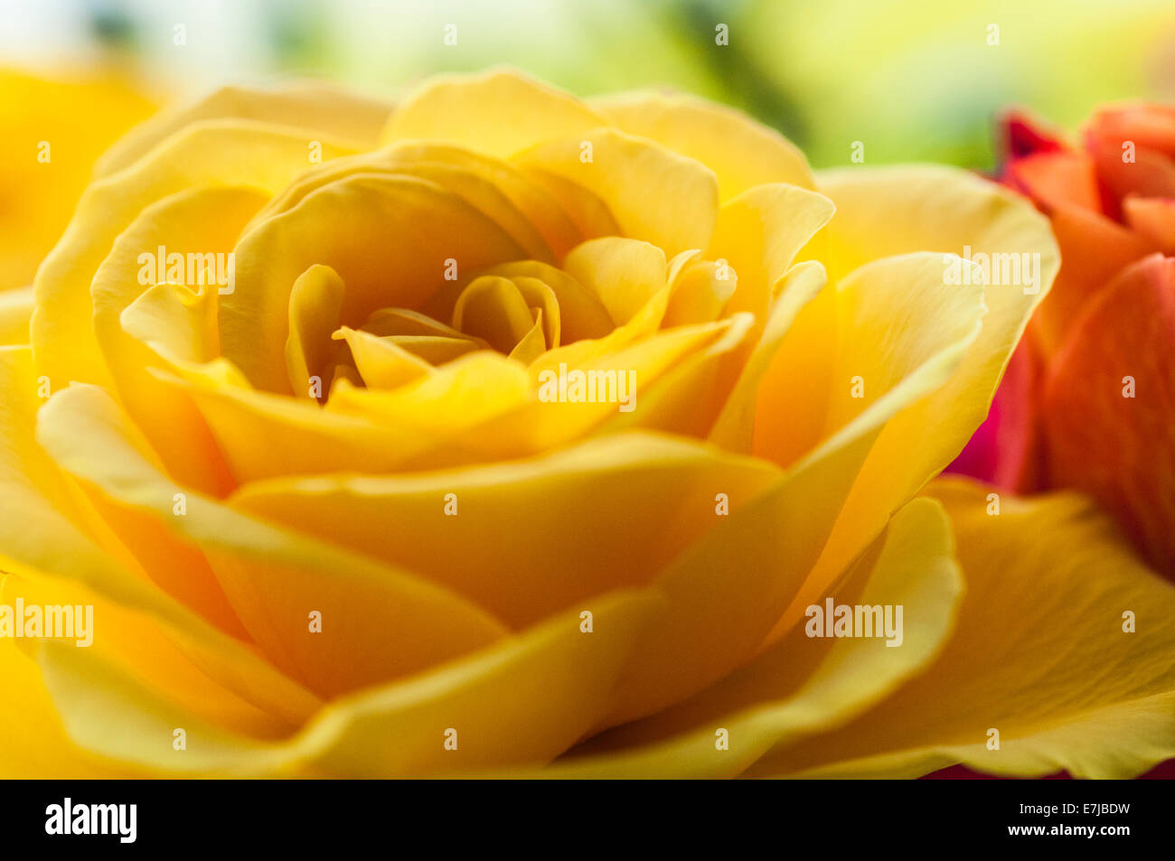 Yellow rose side view flower hi-res stock photography and images - Alamy