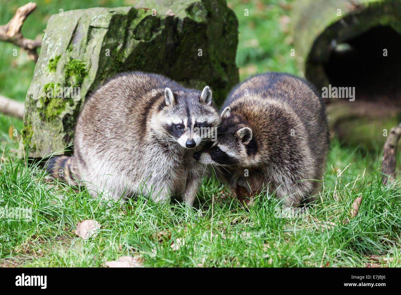 Two raccoons hi-res stock photography and images - Alamy