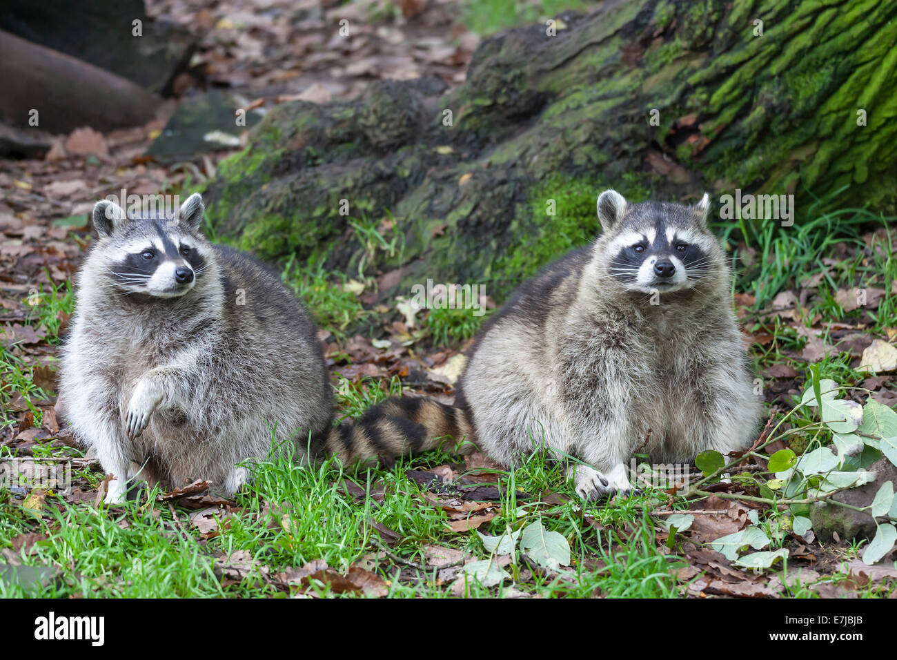 Two raccoons (Procyon lotor), captive, Saarland, Germany Stock Photo ...