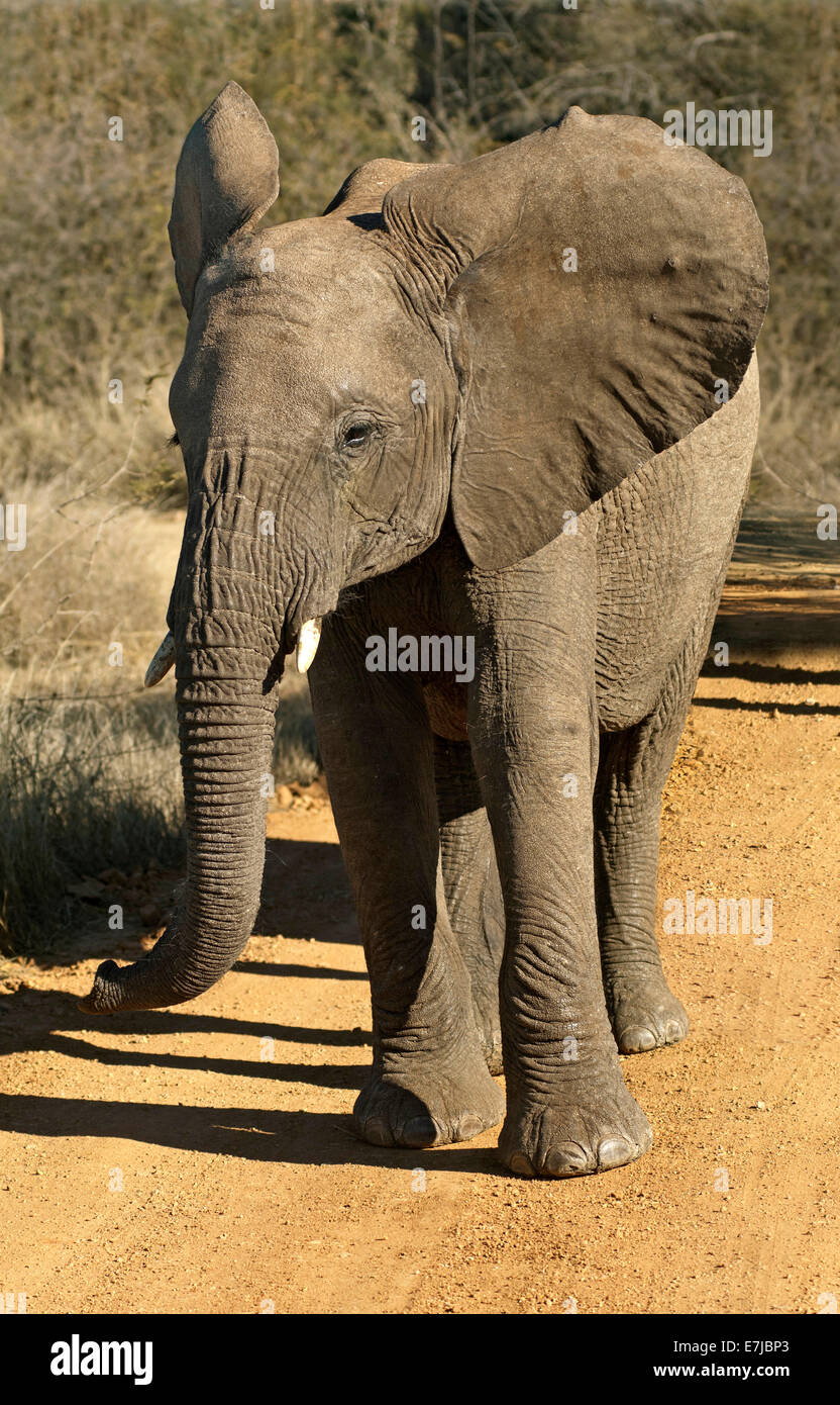 Flapping ears elephant hi-res stock photography and images - Alamy
