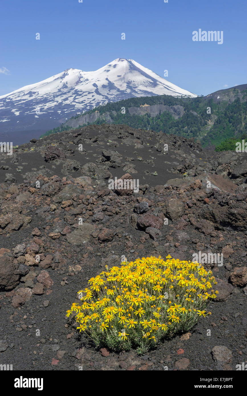 Lava Flower High Resolution Stock Photography and Images - Alamy