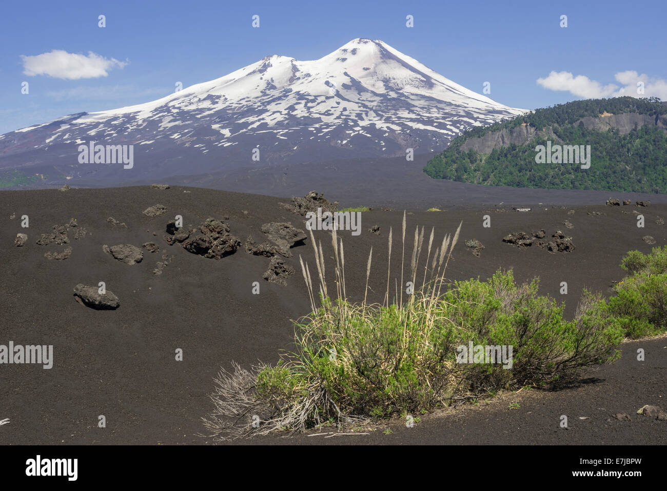 Grass on lava ash and Llaima volcano, Conguillío National Park ...