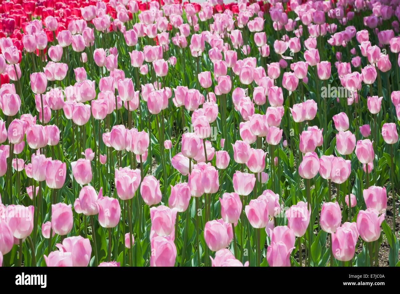 Cup Shaped Flowers Stock Photos & Cup Shaped Flowers Stock Images - Alamy
