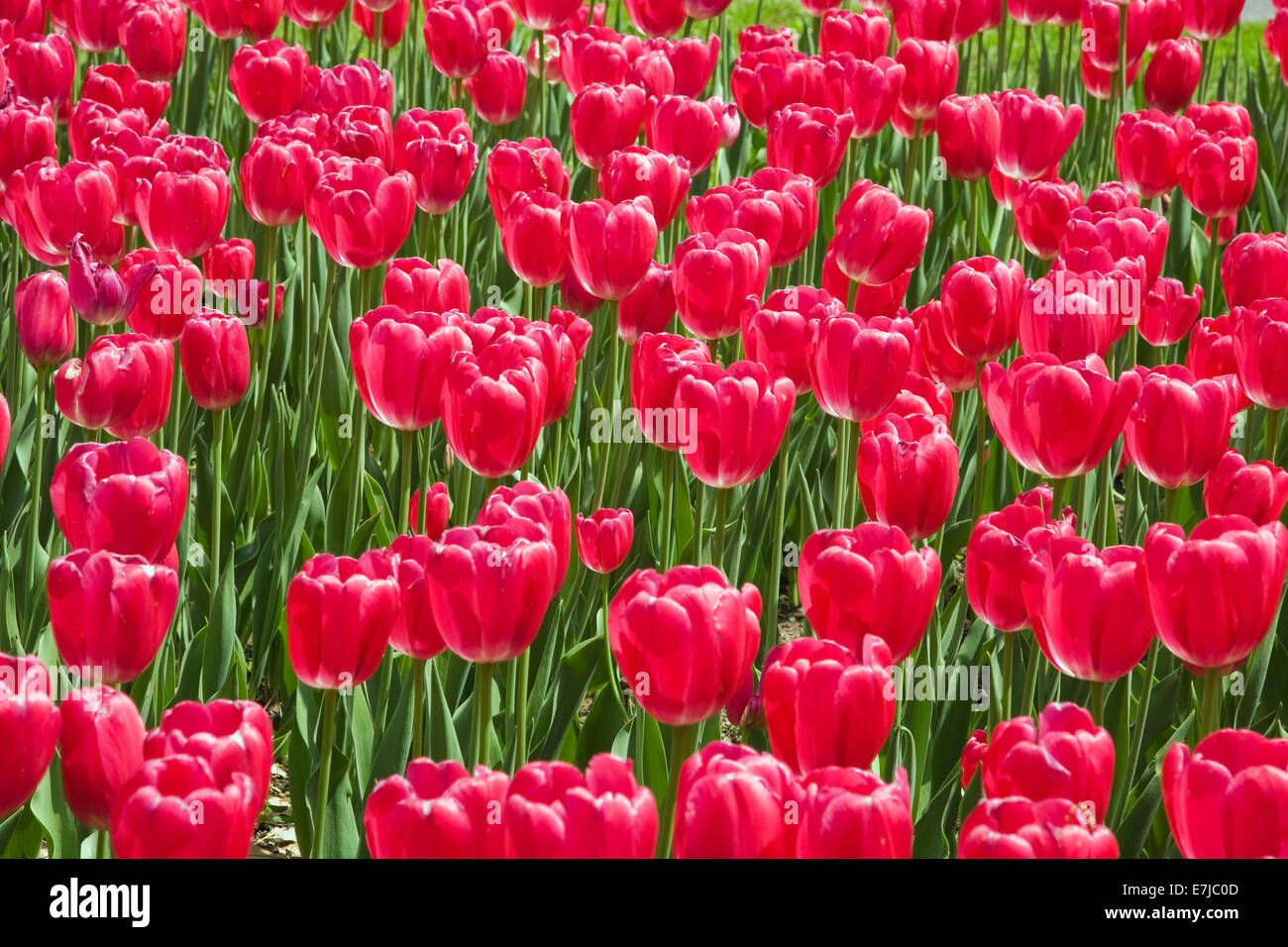 Single cup-shaped red Tulips (Tulipa), Ottawa Tulip Festival, Ottawa ...