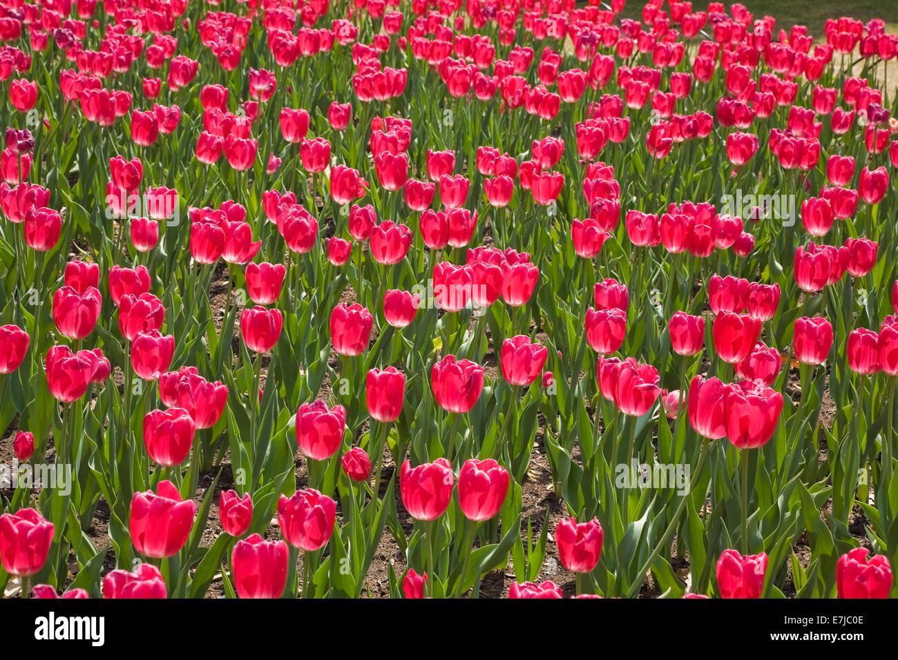 Cup Shaped Flowers Stock Photos & Cup Shaped Flowers Stock Images - Alamy