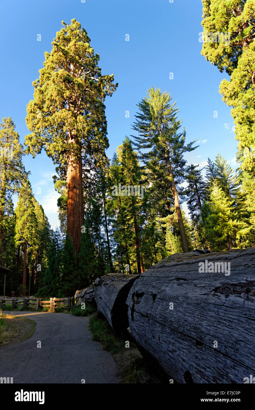Giant sequoia trees (Sequoiadendron giganteum) in the Giant Forest ...