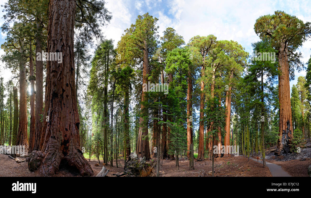 Giant sequoia trees (Sequoiadendron giganteum) in the Giant Forest ...