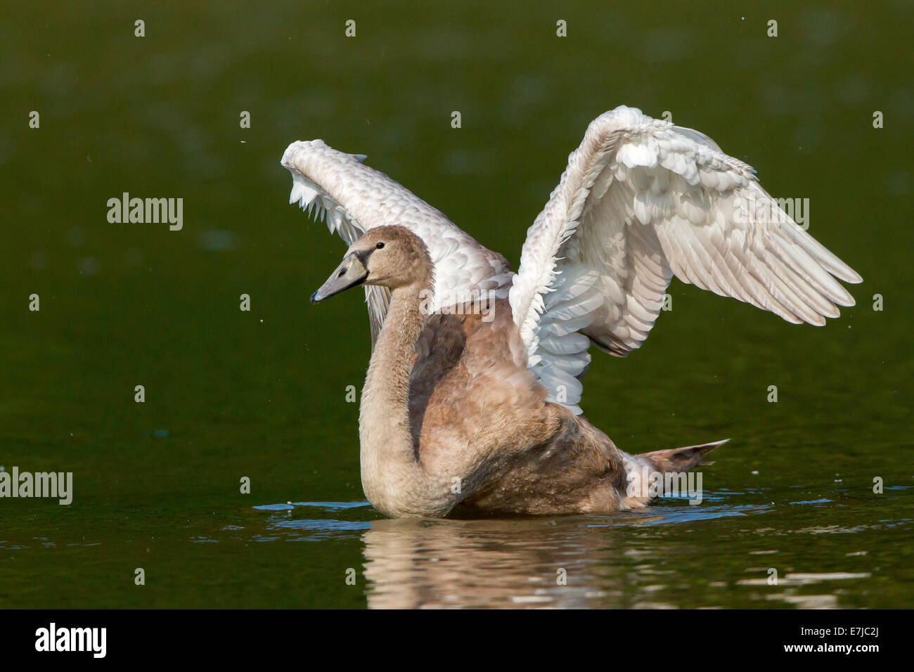 Spreading wings hi-res stock photography and images - Alamy