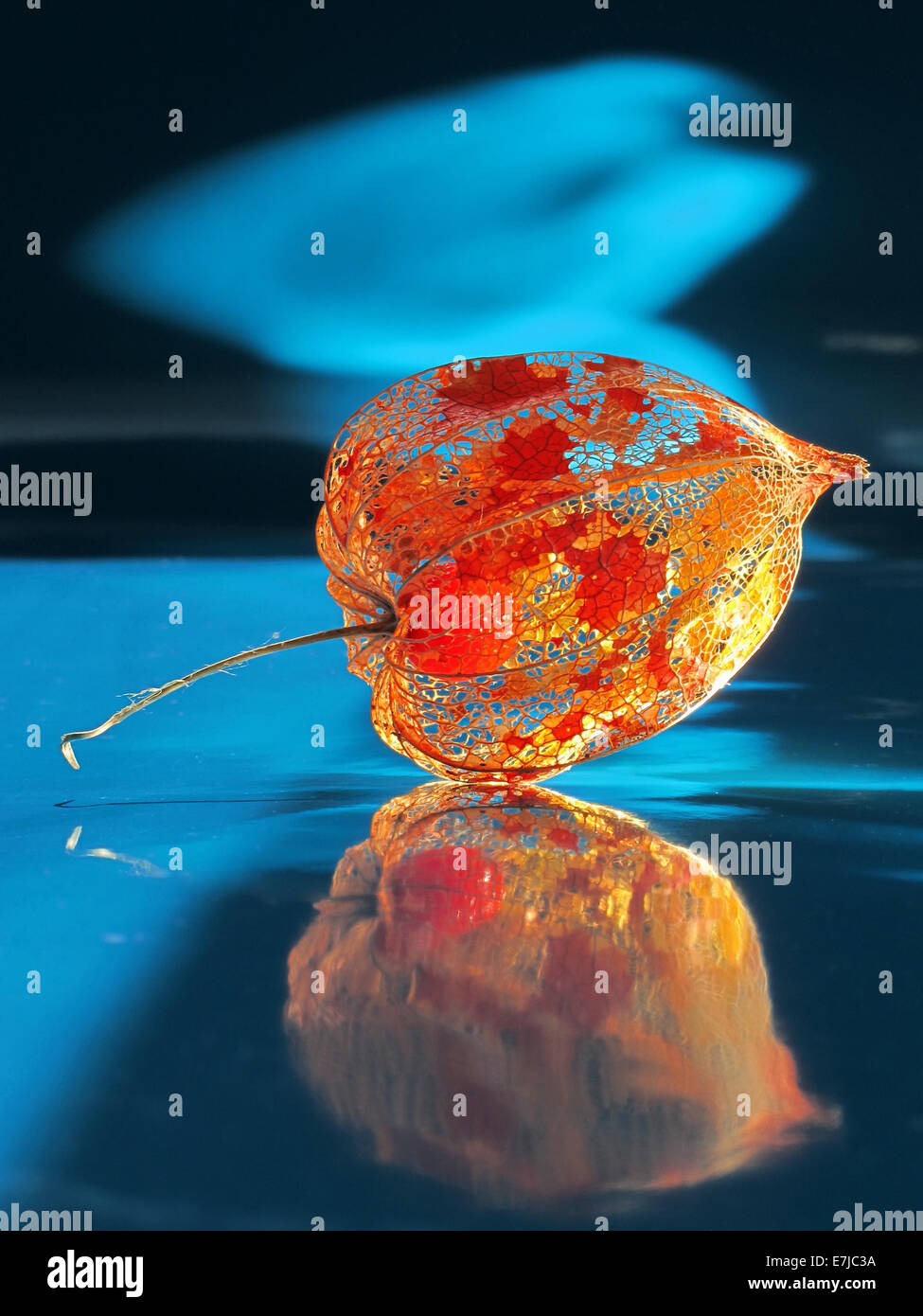 Chinese cherry blossom hi-res stock photography and images - Alamy