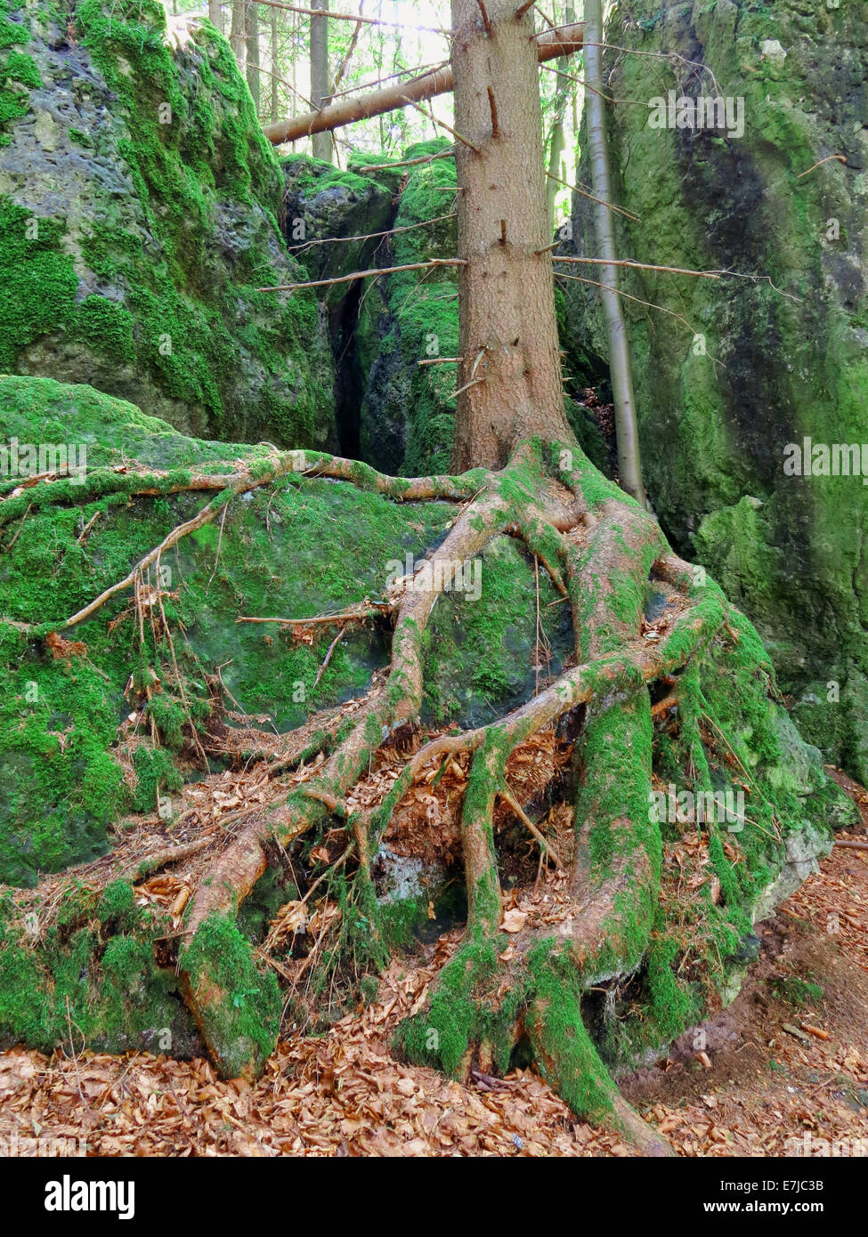 Rhizome hi-res stock photography and images - Alamy