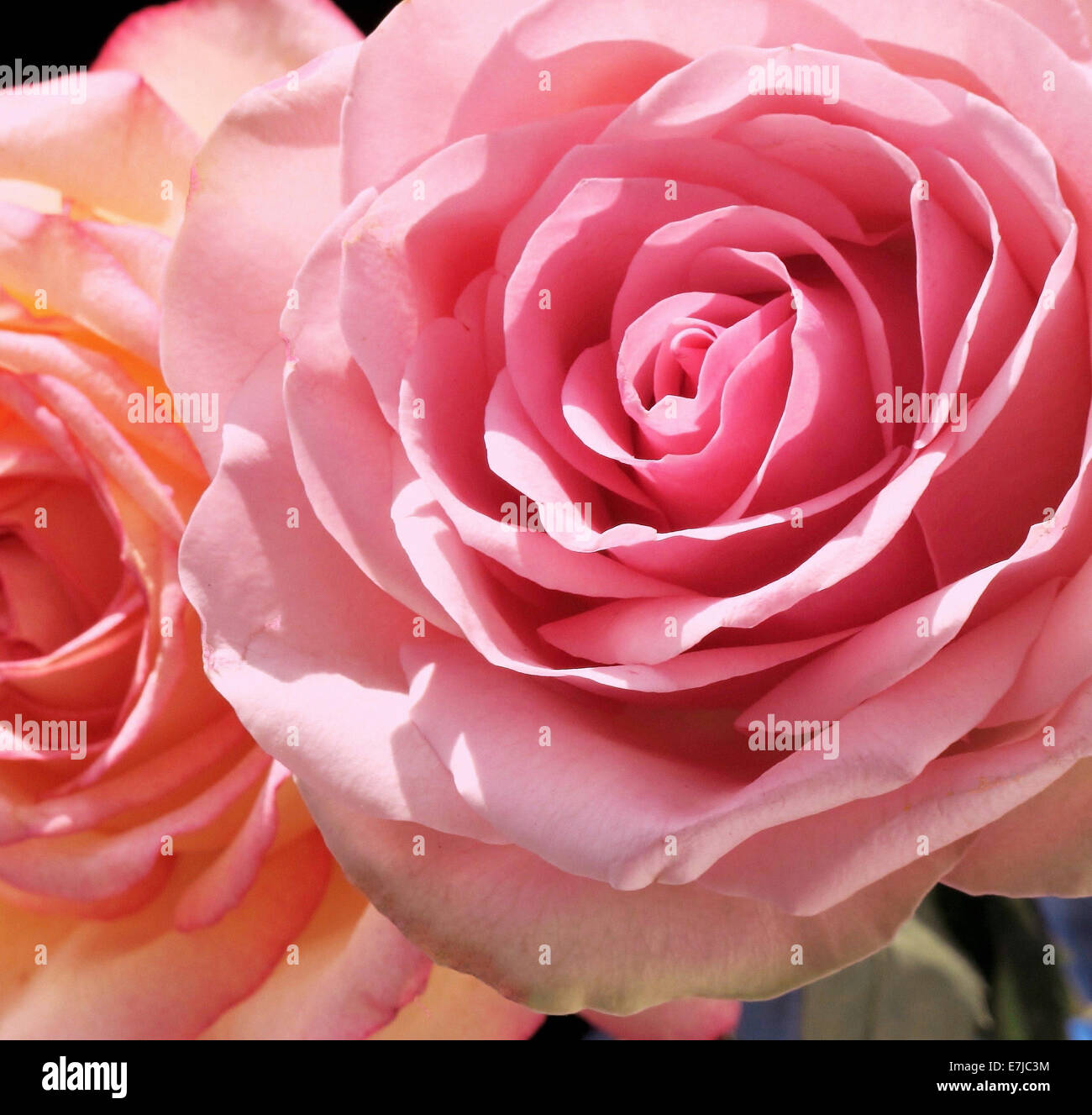 Plants, flowers, roses, two, pink, blossoms, flourishes, detail, petals ...