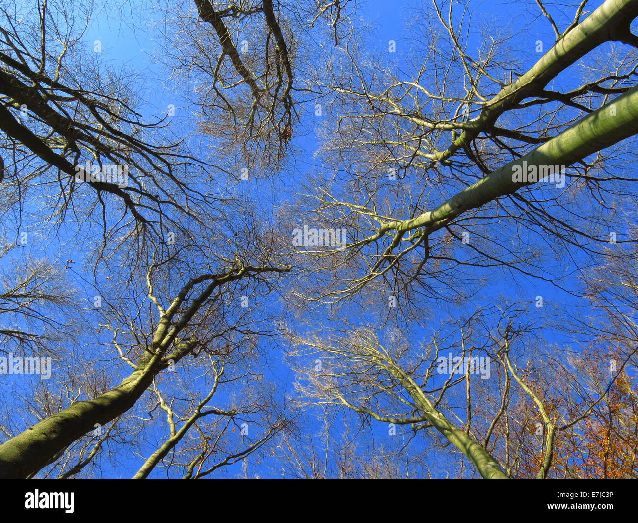 Plants, trees, beeches, tree tops, sky, blue, low angle, winter Stock ...