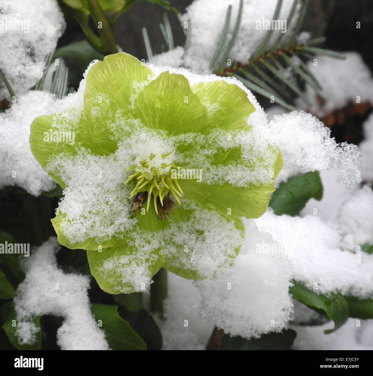 Plant, flower, blossom, flourish, Christmas rose, snow, winter, snow ...