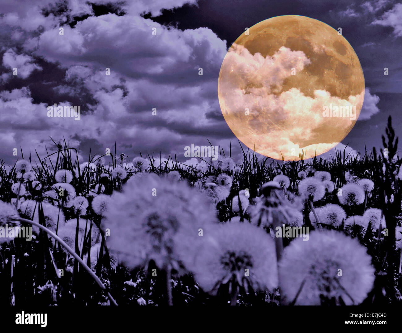 Plants, meadow, dandelion, puff's flowers, blossoms, flourishes, white ...