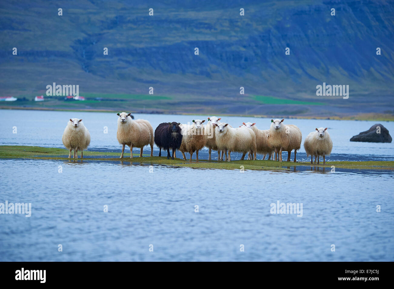 Sheep by sea hi-res stock photography and images - Alamy