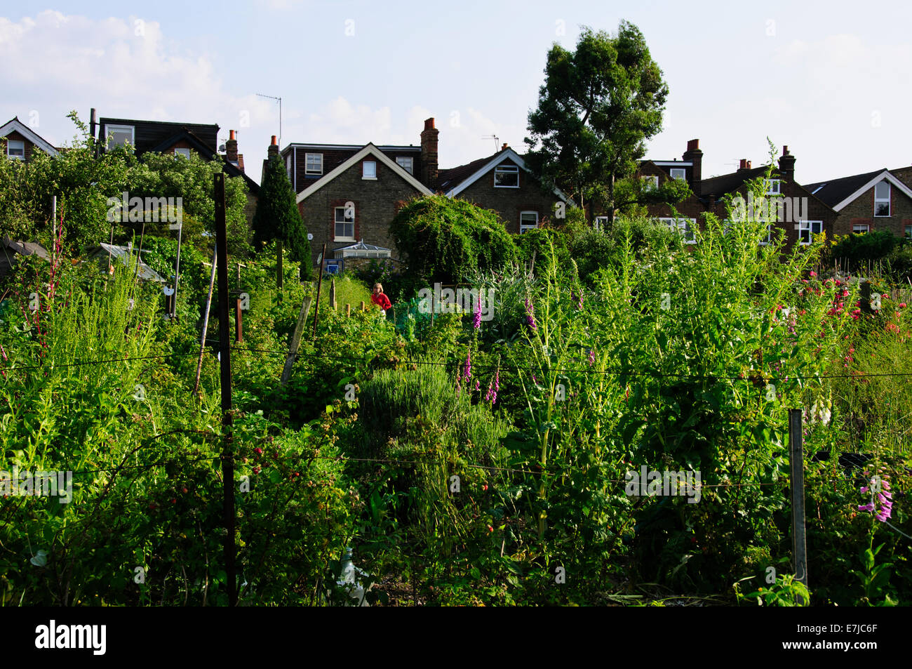 Allotments,Vegetable Patch,Gardening,Growing Fruit,Green Vegetables ...