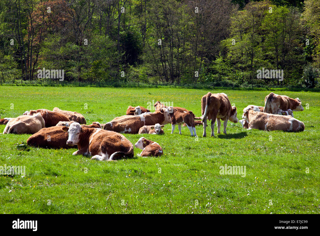 The herd of Hereford x Charolais cows and their calves resting in the ...