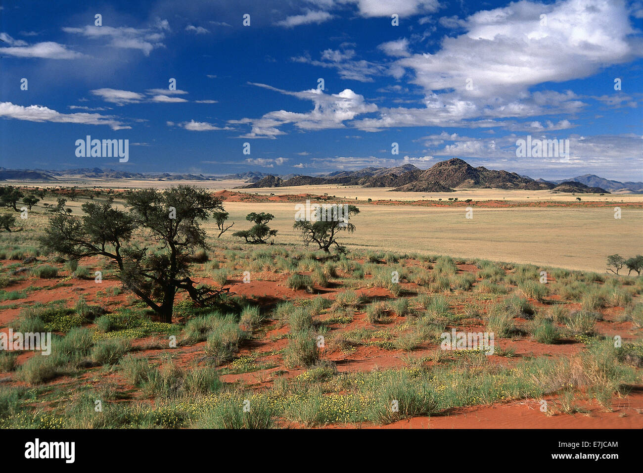Africa, dune, desert, Namib, Namibia, desert, vegetation Stock Photo ...