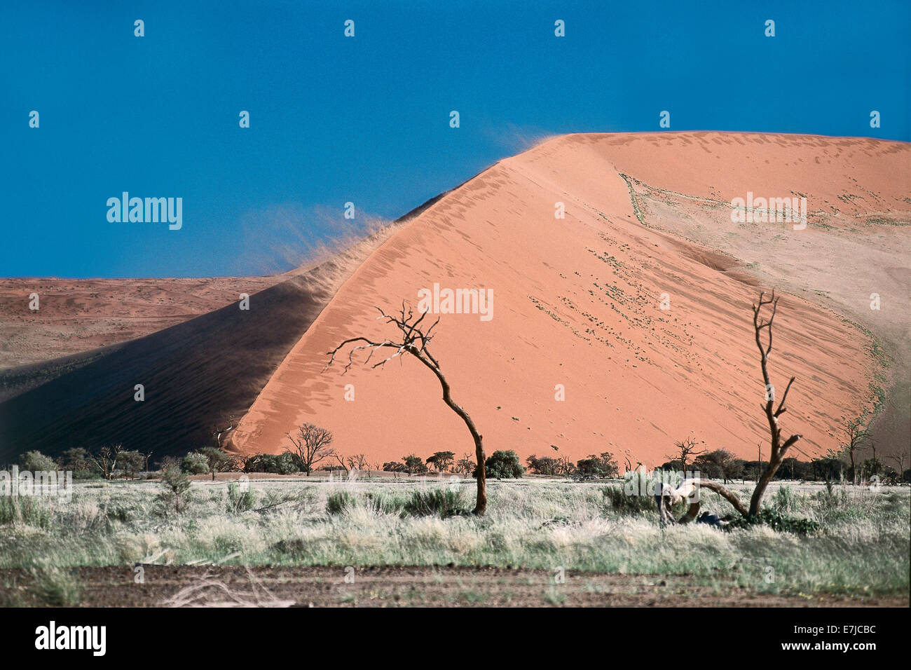 Africa, trees, dune, desert, Namibia, sand, Sossusvlei, shrubs, bushes ...