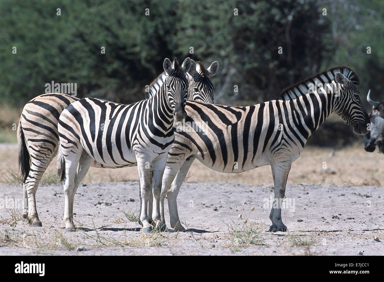 Africa, Equus quagga, Namibia, steppe, zebras, animals Stock Photo - Alamy