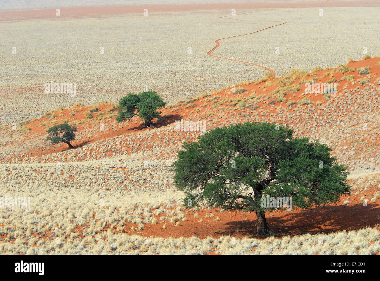 Trees of namibia hi-res stock photography and images - Alamy