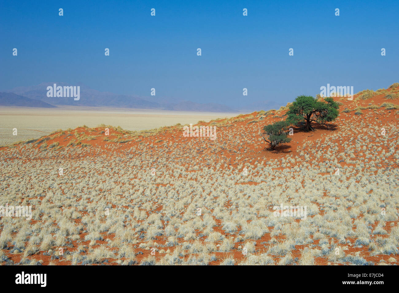 Africa, trees, grass, Namibia, sand, sand dune, Wolwedans Stock Photo ...