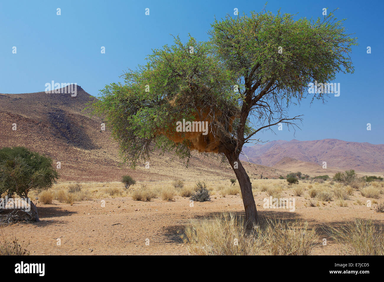 Africa, trees, grass, Namibia, sand, sand dune, Wolwedans Stock Photo ...