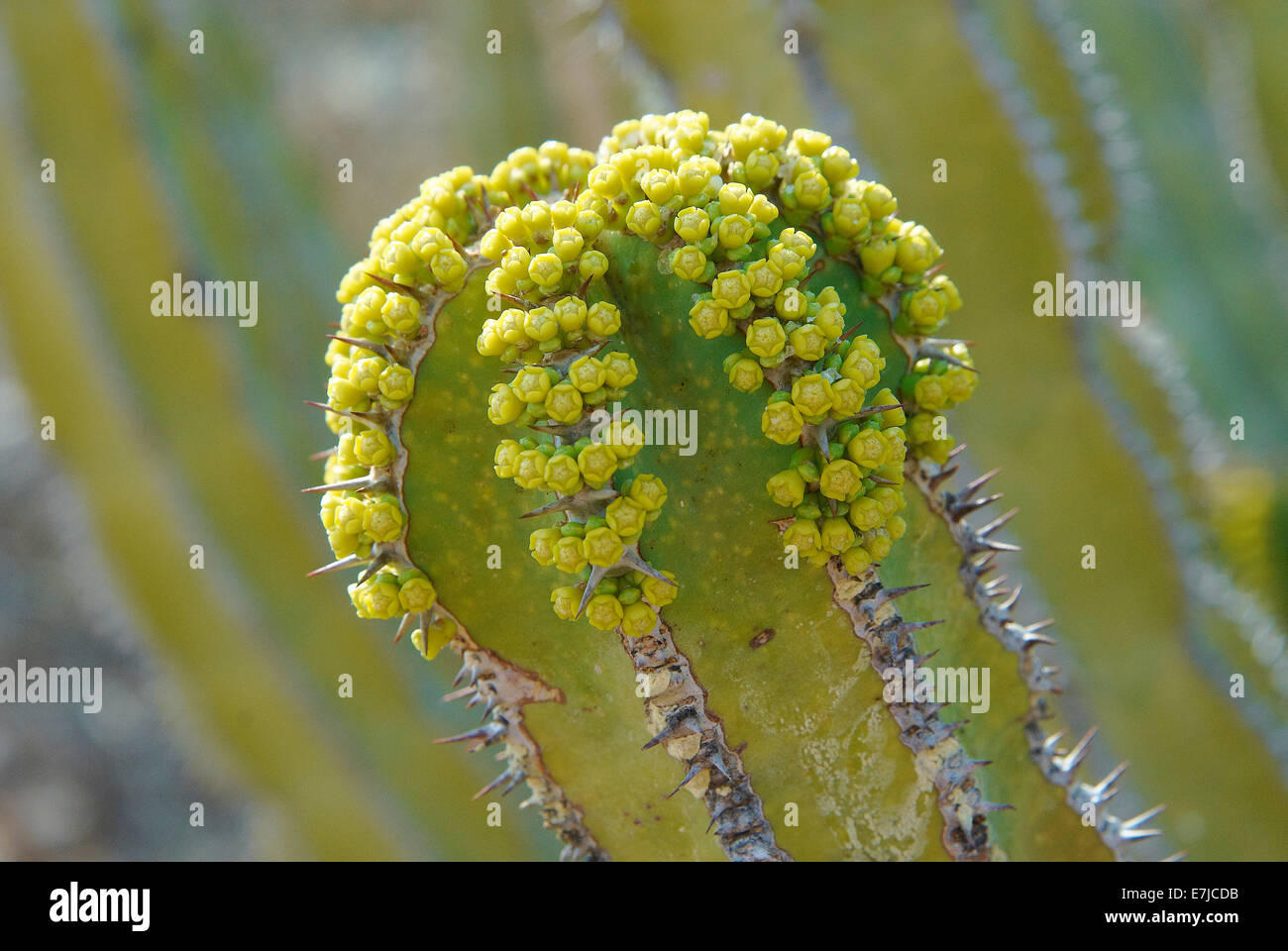 Africa Cactus Stock Photos & Africa Cactus Stock Images - Alamy