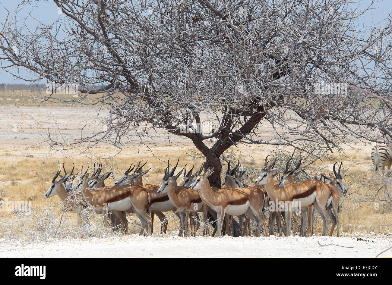 Africa, Antidorcas, trees, Etosha, grass, Namibia, springboks, steppe ...