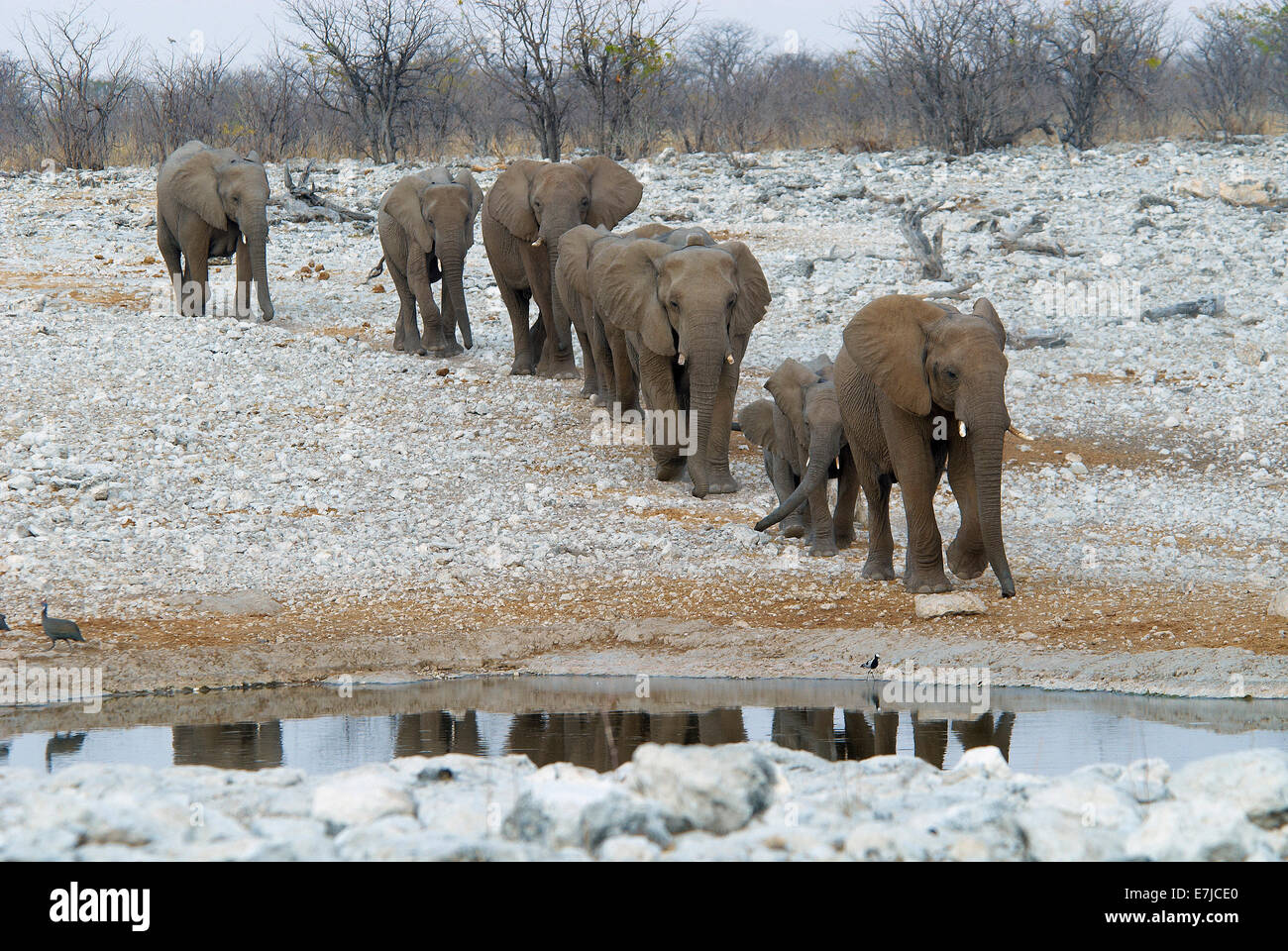 Old animals with young animals hi-res stock photography and images - Alamy