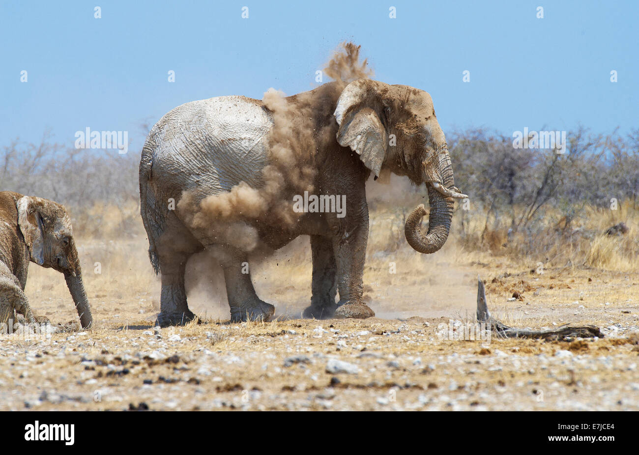 Old animals with young animals hi-res stock photography and images - Alamy