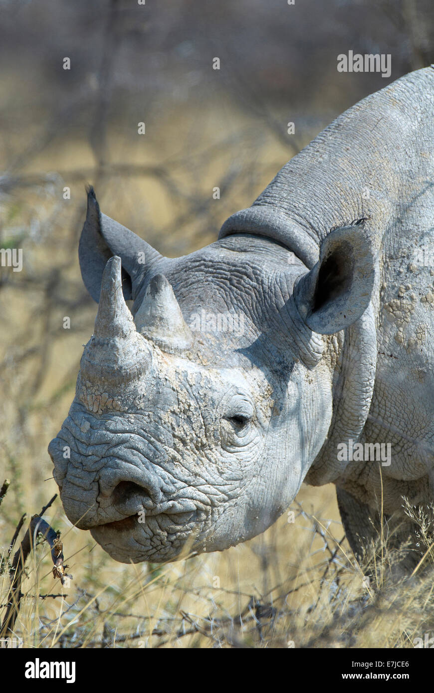 Africa, Etosha, grass, Namibia, rhinoceros, Rhinocerotidae, steppe ...
